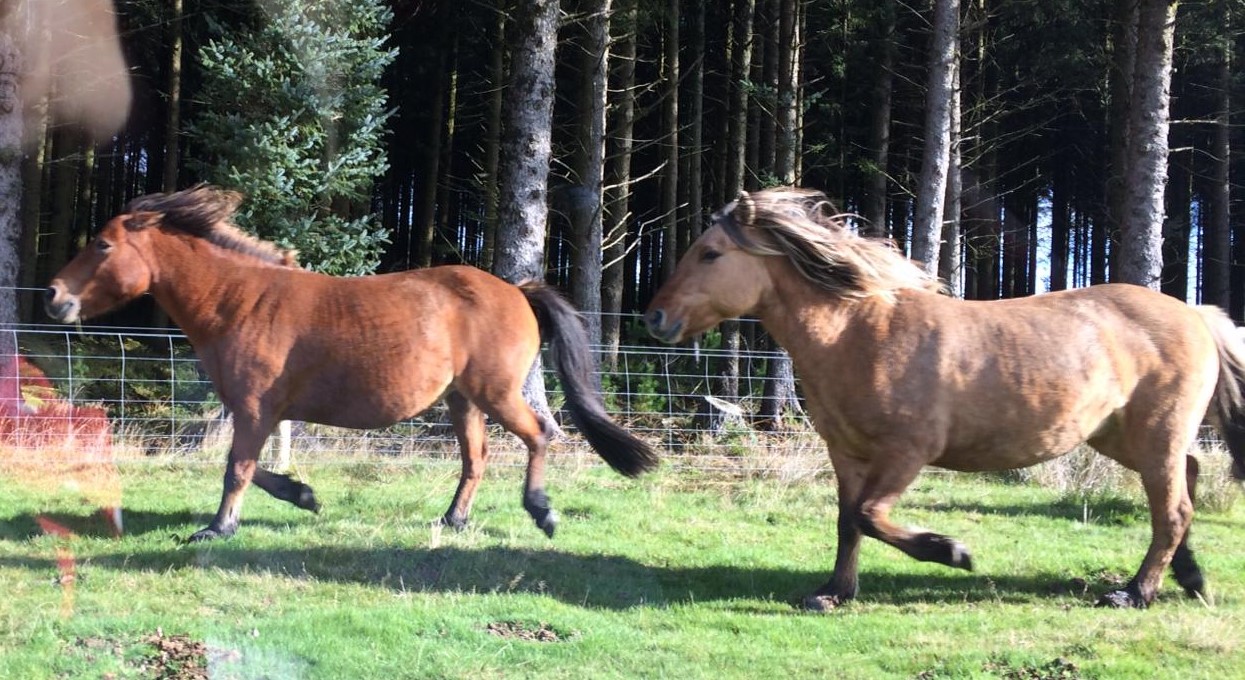 Dartmoor: Connecting the Mary Line (Part II) – Earth Wisdom Earth Science