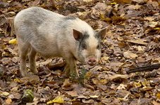 October Blood Moon: Pig, Ivy and the Curse of Macha – Earth Wisdom ...